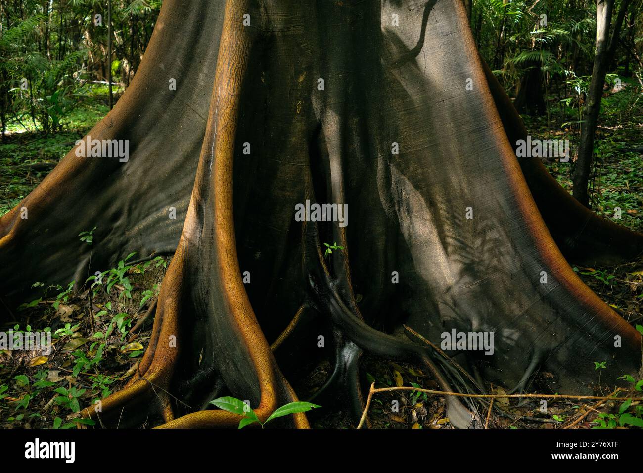 Ancient amazon river tree with massive roots Stock Photo - Alamy