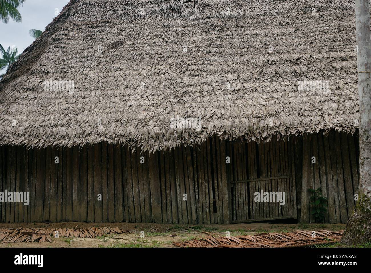 indigenous traditional maloca house in the amazon forest Stock Photo ...
