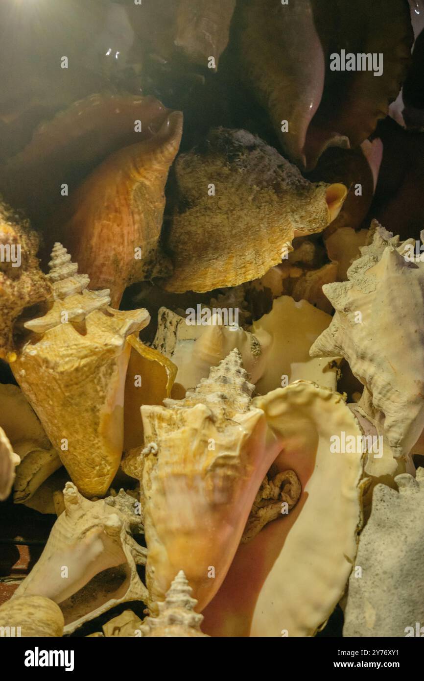 sea conch shells at night Stock Photo - Alamy