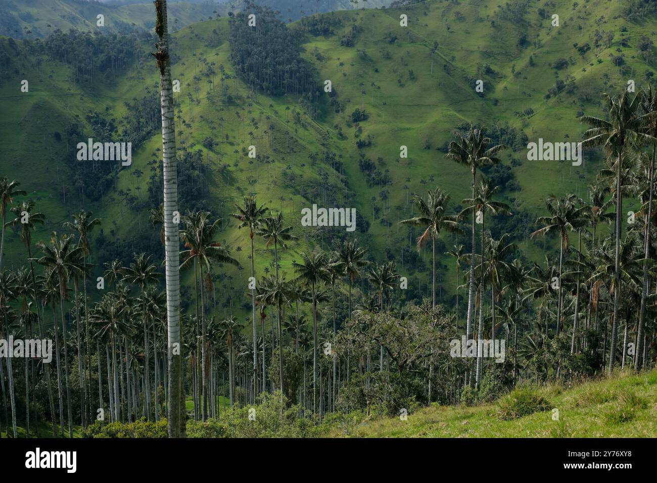 La Carbonera tall palm trees forest in Colombia Stock Photo - Alamy