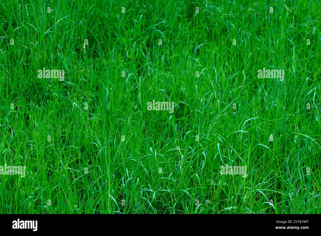Nature. Green grass. Beautiful screensaver Stock Photo - Alamy