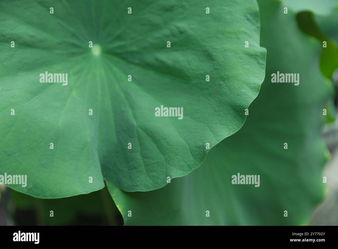 Fresh lotus leaf simple background Stock Photo - Alamy