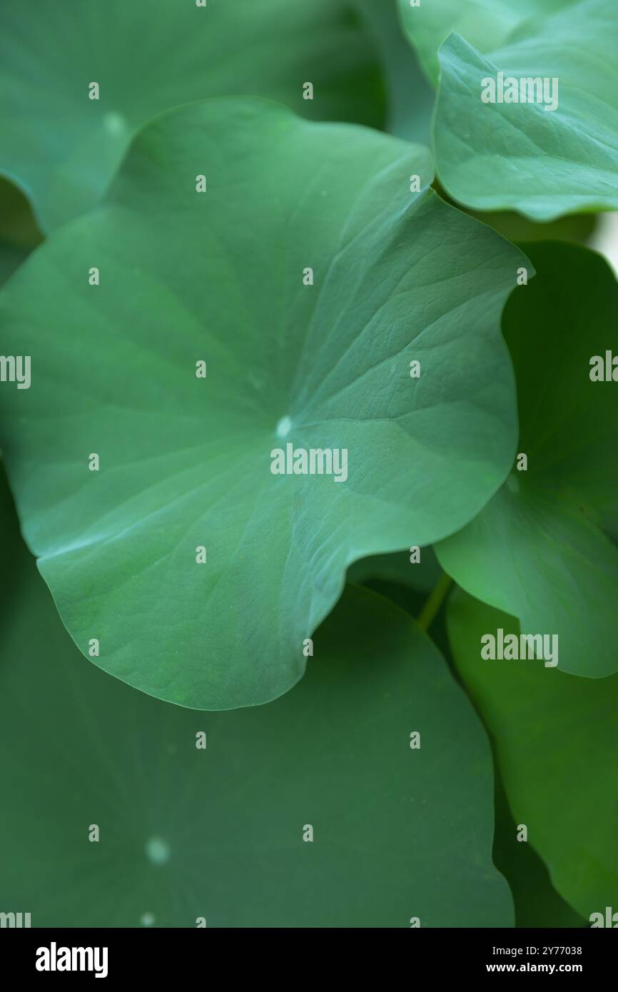 Fresh lotus leaf simple background Stock Photo - Alamy