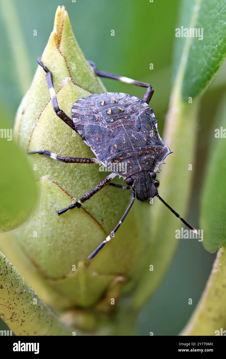 close up view of a brown marmorated stink bug on a green bud of ...