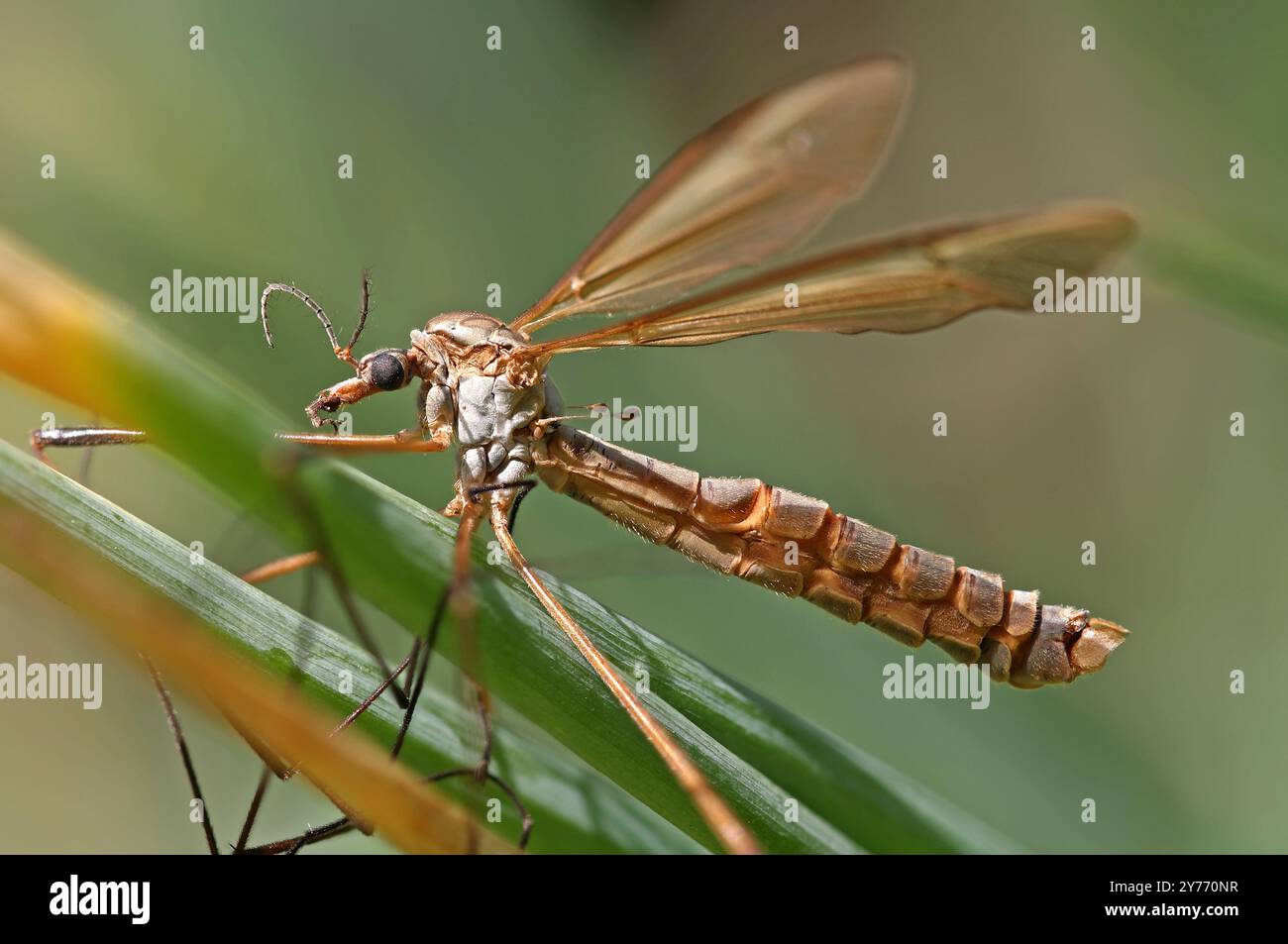 a side close-up of a male marsh crane fly in front of a green blurred ...