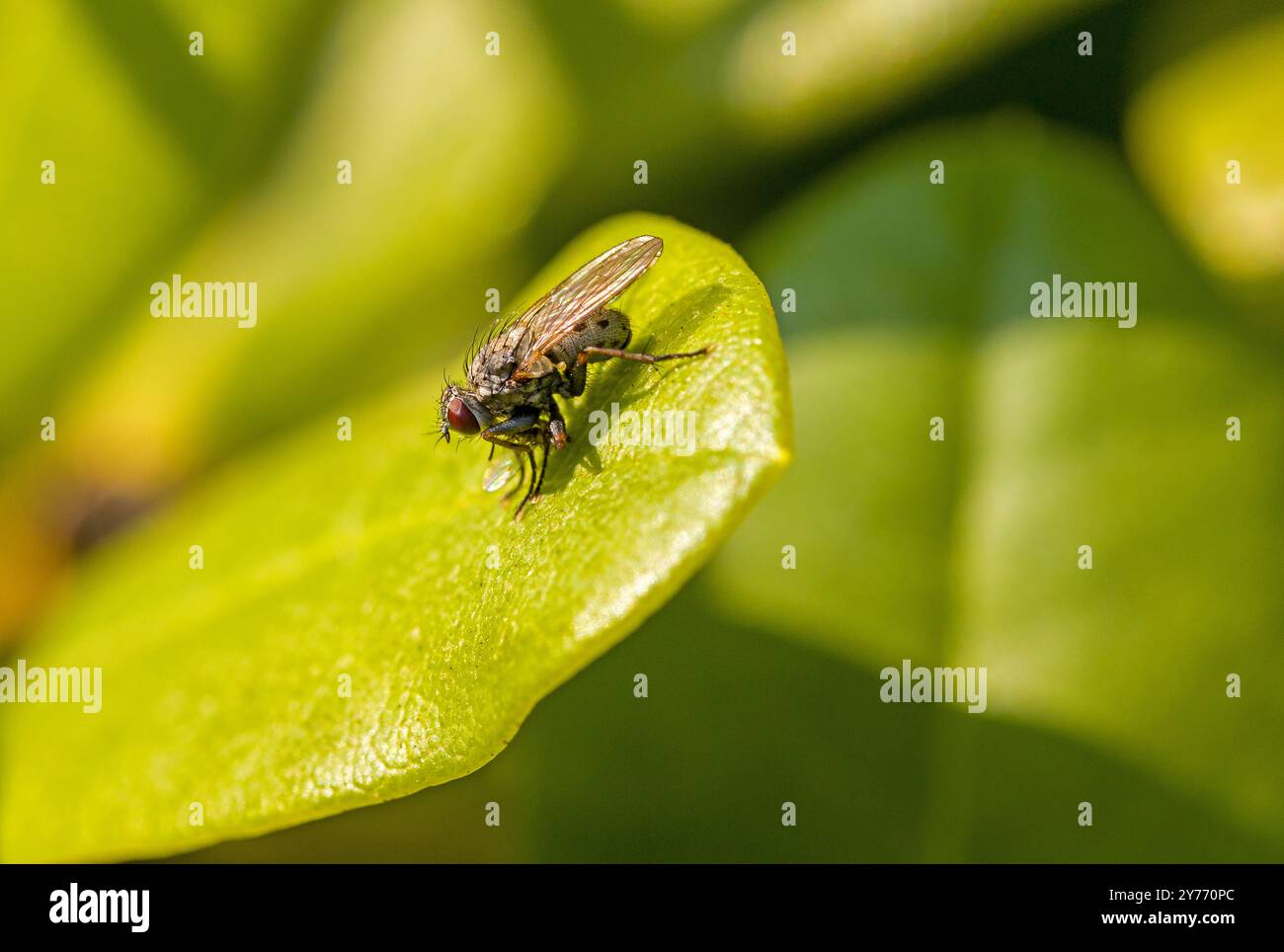 lateral view of a common tiger fly on a light green leaf with blurred ...