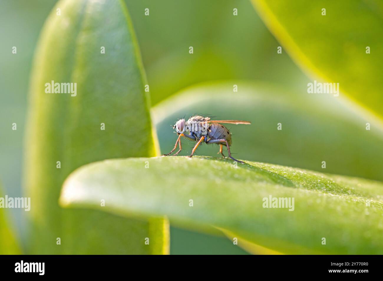 eye level view of a common tiger fly on a green leaf with blurred ...