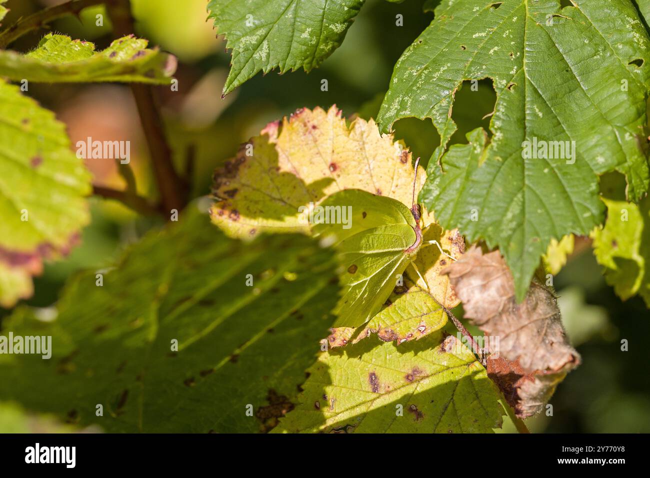 a common brimstone sitting between yellow green leaves well adapted to ...