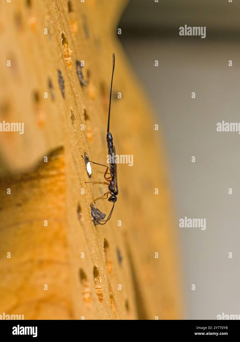 a female sabre wasp with a long tail searching for larvae on a tree ...
