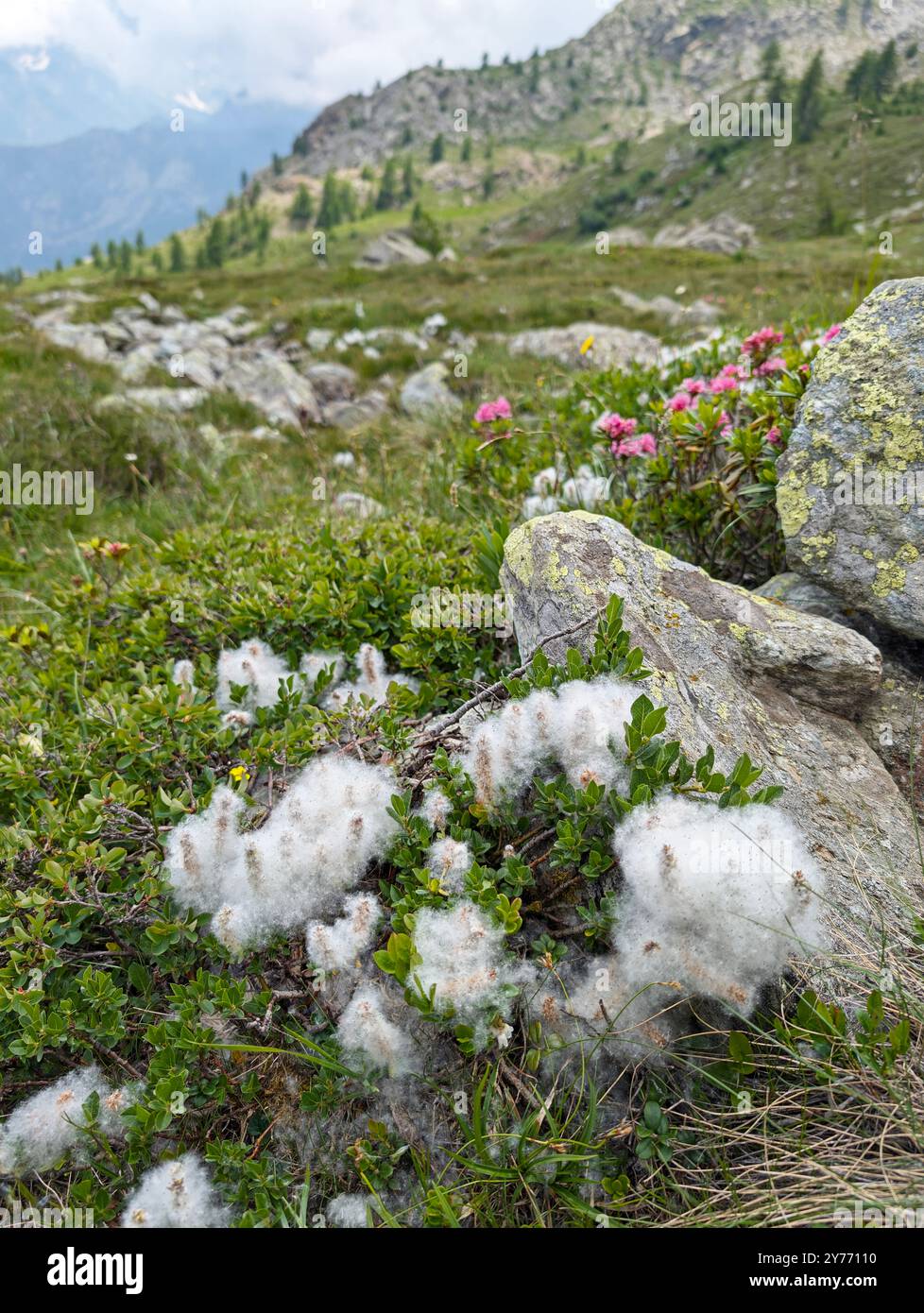 Downy willow hi-res stock photography and images - Alamy