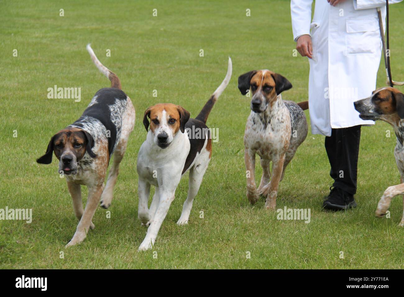 The english foxhound hi-res stock photography and images - Alamy