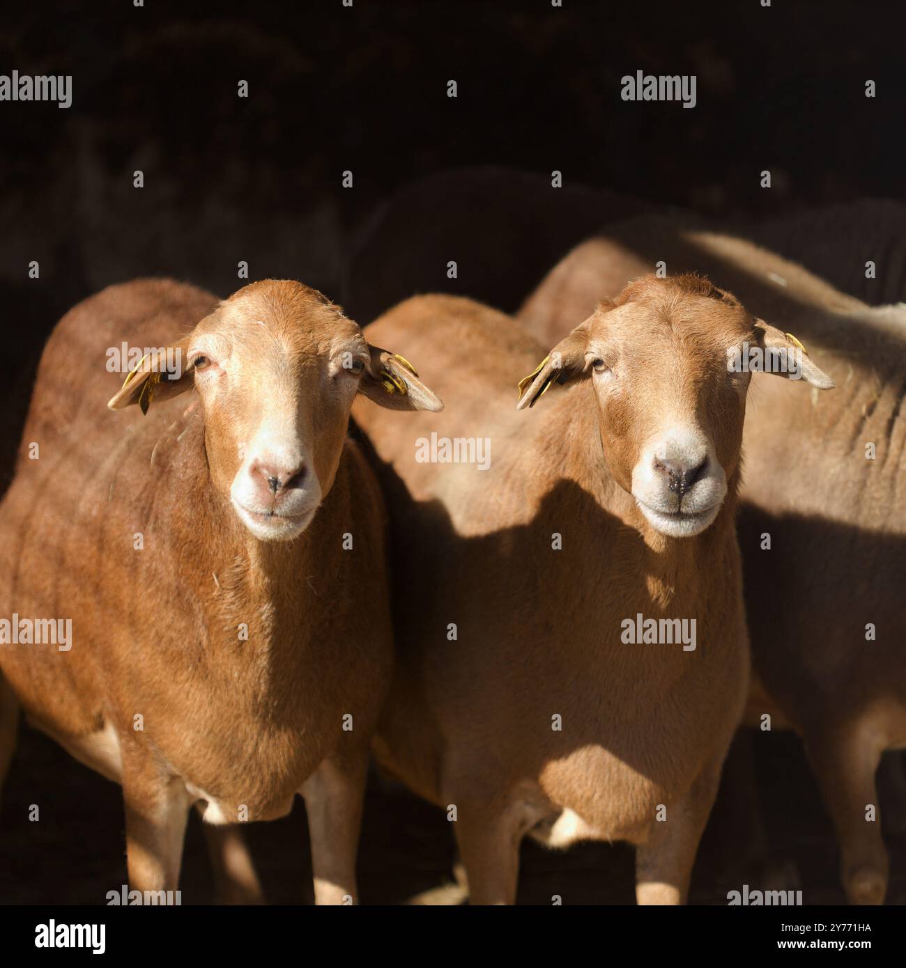 Agriculture of Gran Canaria - hornless brown "hair sheep", breed ...