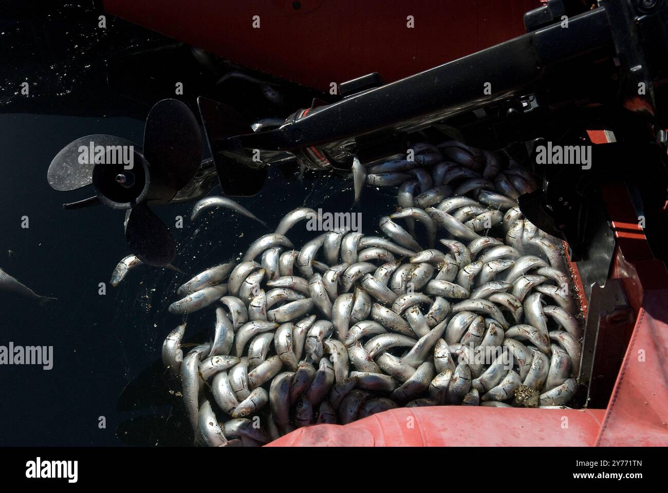 Shocking images of a massive fish die-off in California waters ...