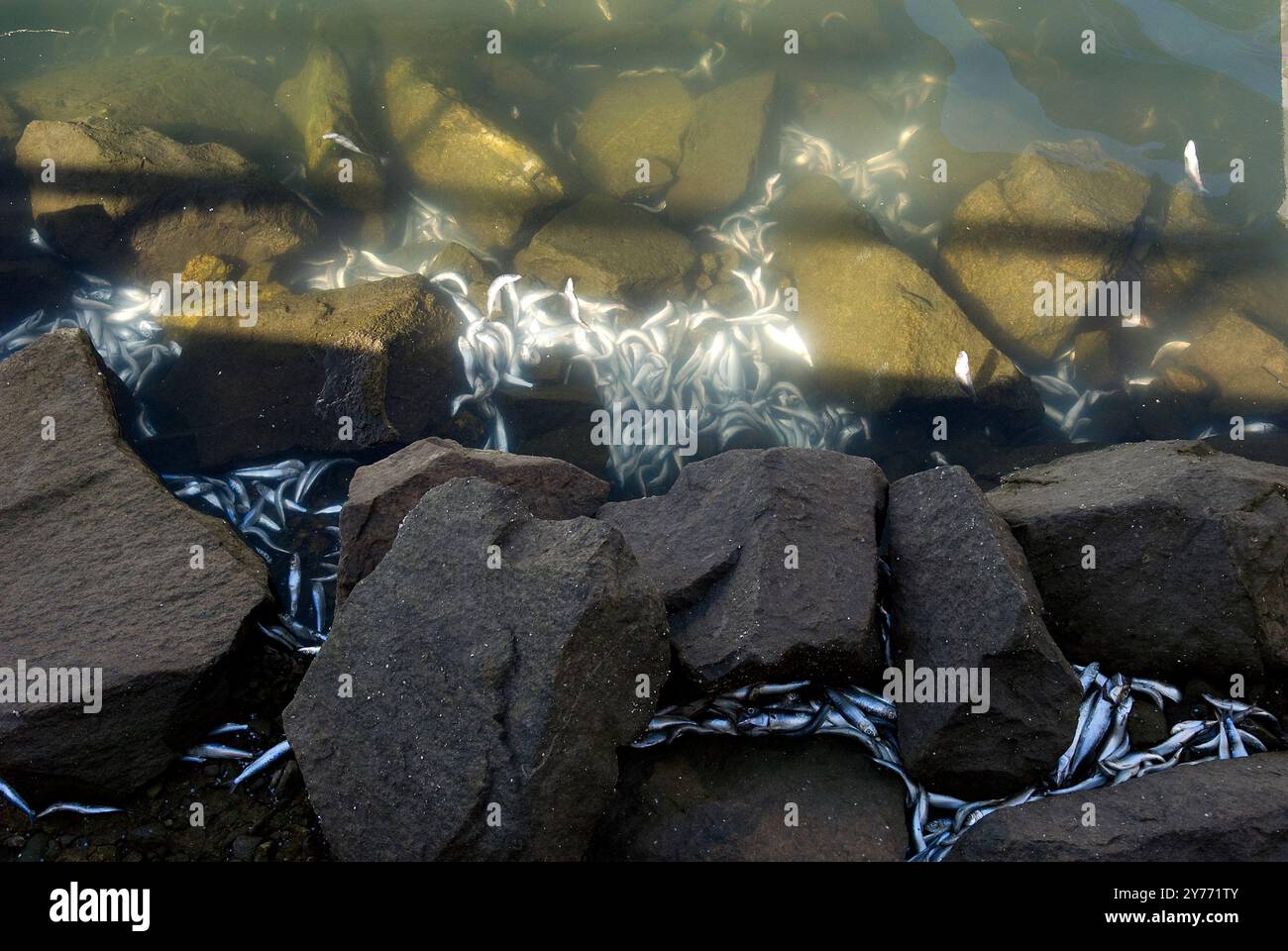 Shocking images of a massive fish die-off in California waters ...