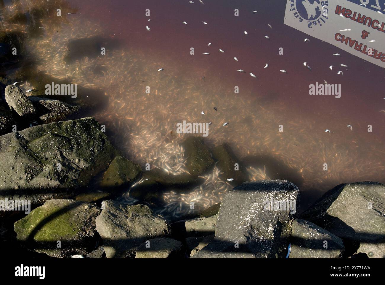 Shocking images of a massive fish die-off in California waters ...