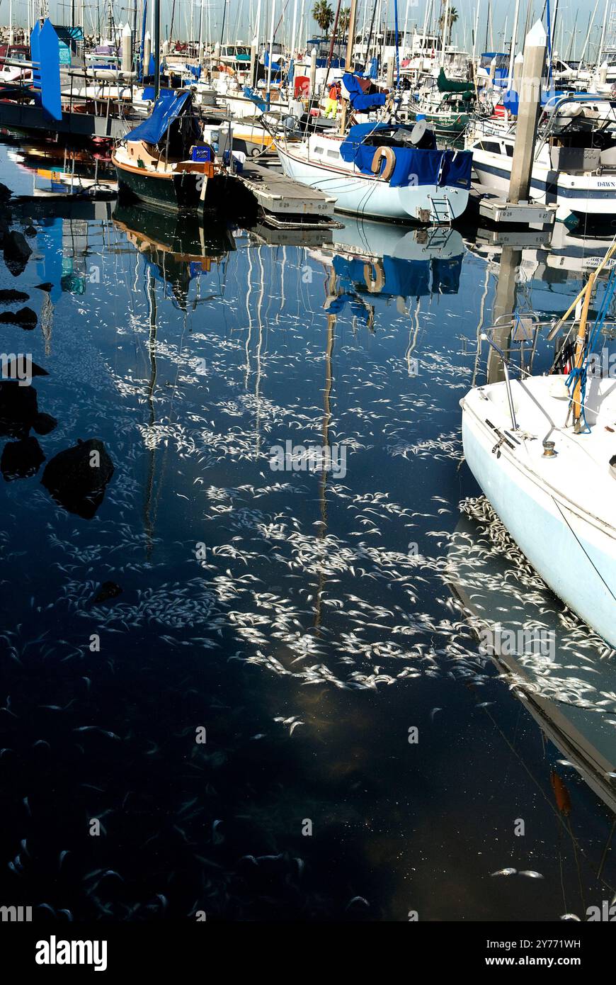 Shocking images of a massive fish die-off in California waters ...