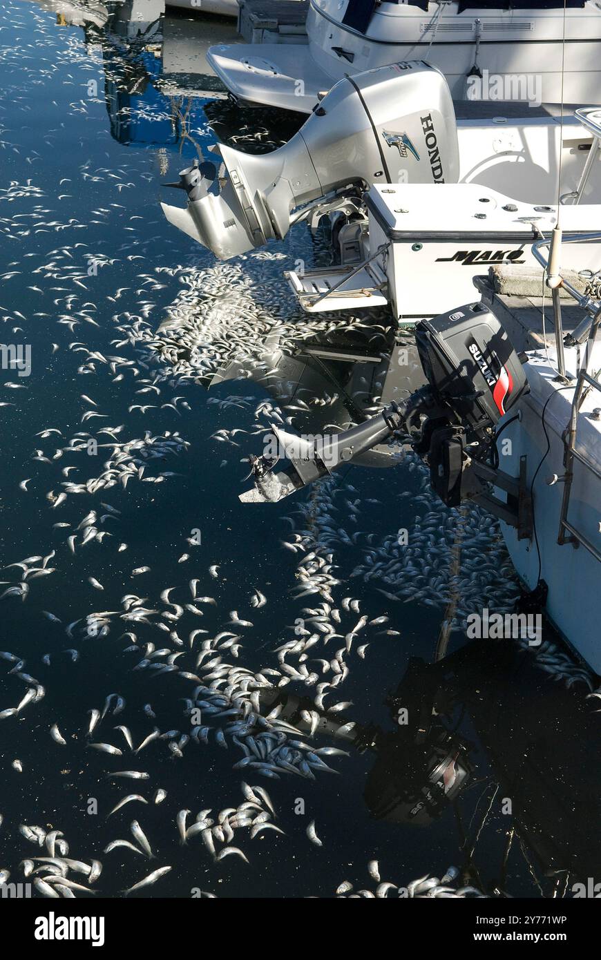 Shocking images of a massive fish die-off in California waters ...