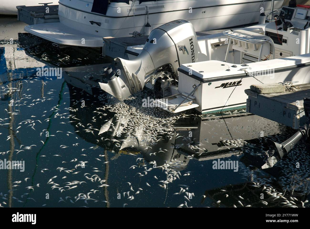 Shocking images of a massive fish die-off in California waters ...