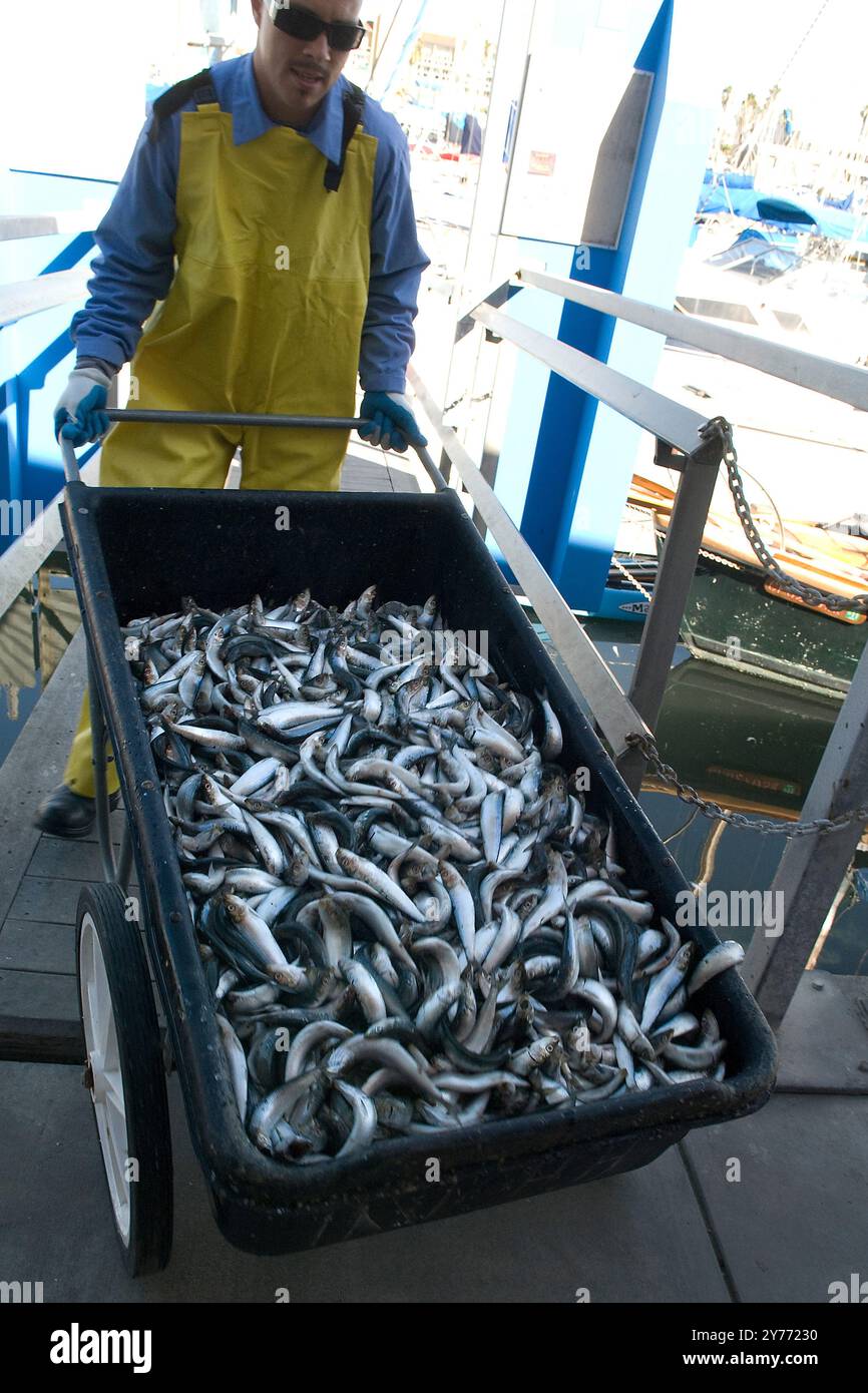 Shocking images of a massive fish die-off in California waters ...