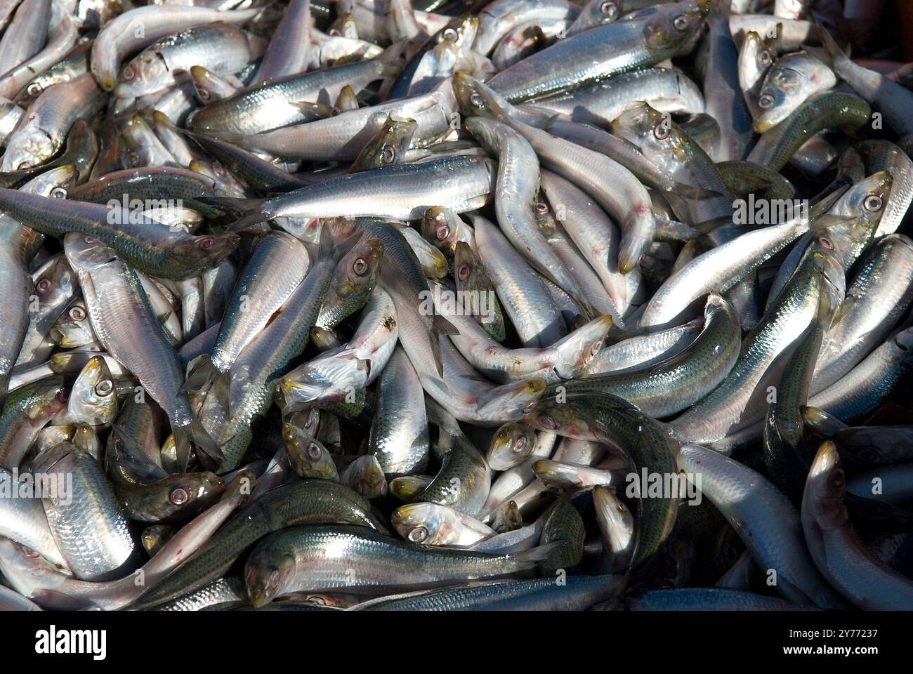Shocking images of a massive fish die-off in California waters ...