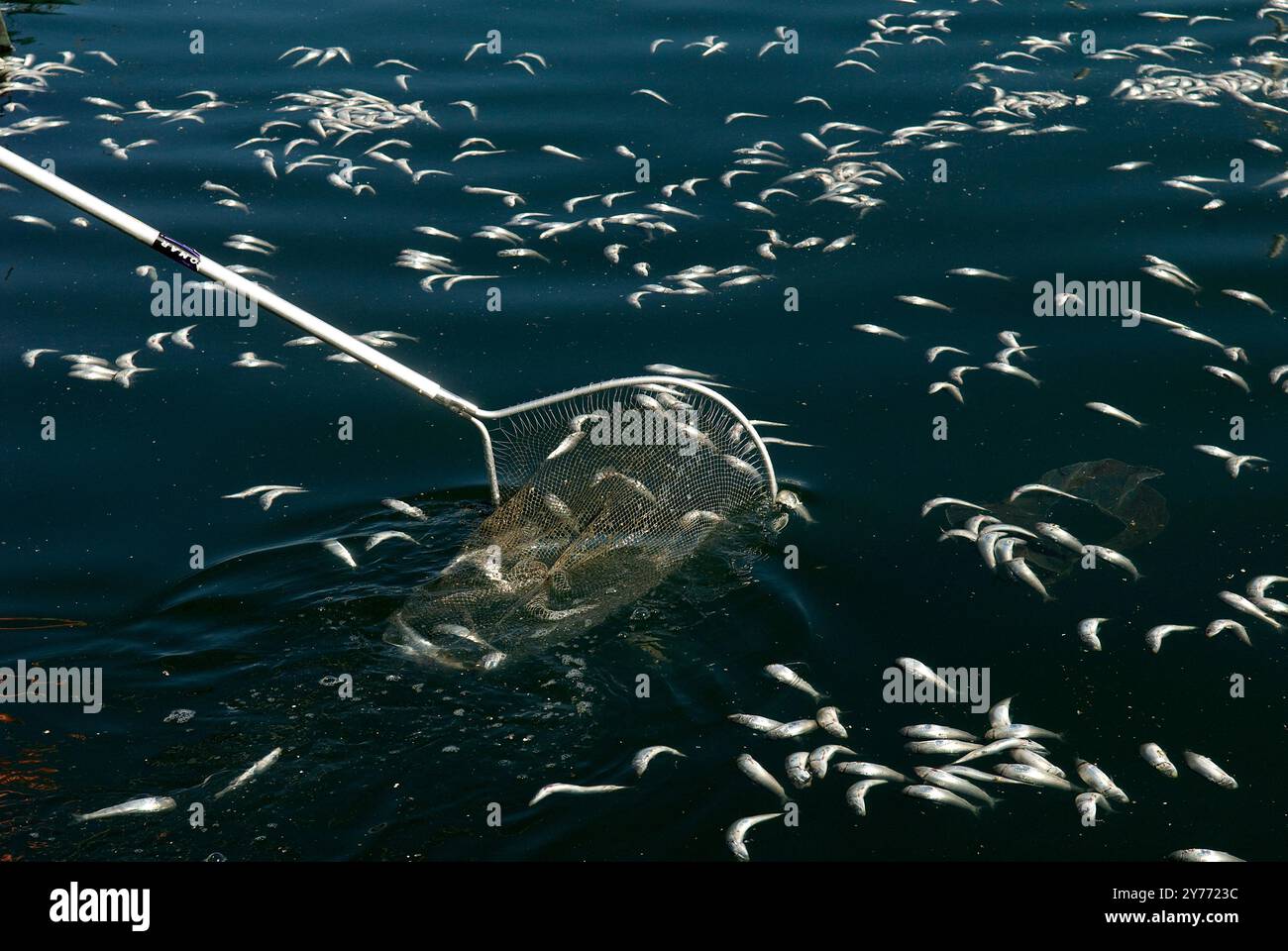 Shocking images of a massive fish die-off in California waters ...