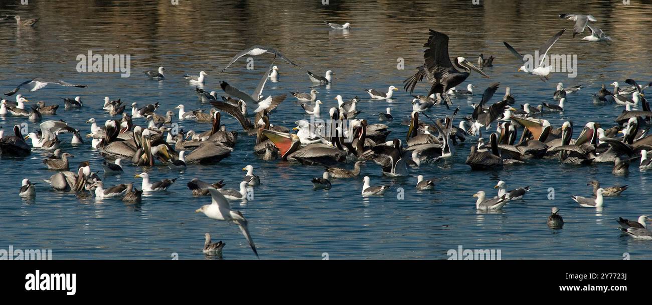 Shocking images of a massive fish die-off in California waters ...