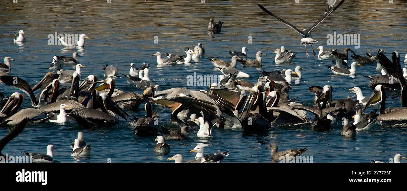 Shocking images of a massive fish die-off in California waters ...