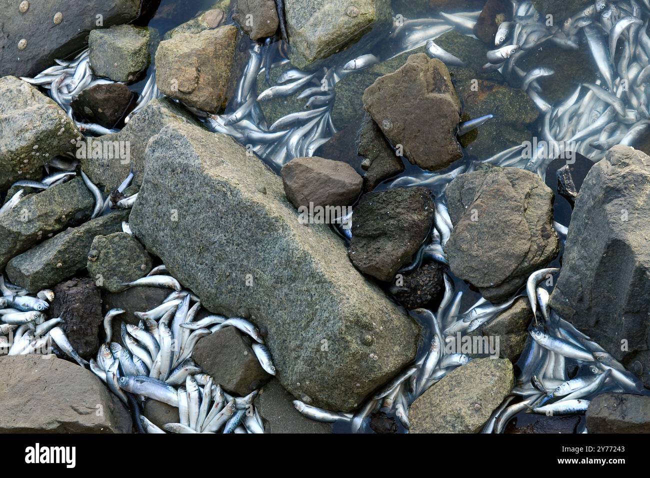 Shocking images of a massive fish die-off in California waters ...