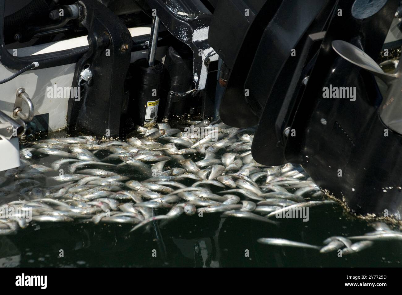 Shocking images of a massive fish die-off in California waters ...