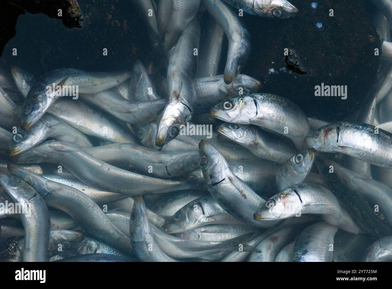 Shocking images of a massive fish die-off in California waters ...