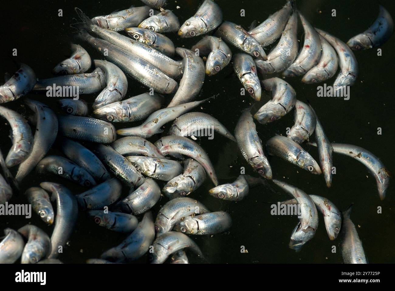 Shocking images of a massive fish die-off in California waters ...