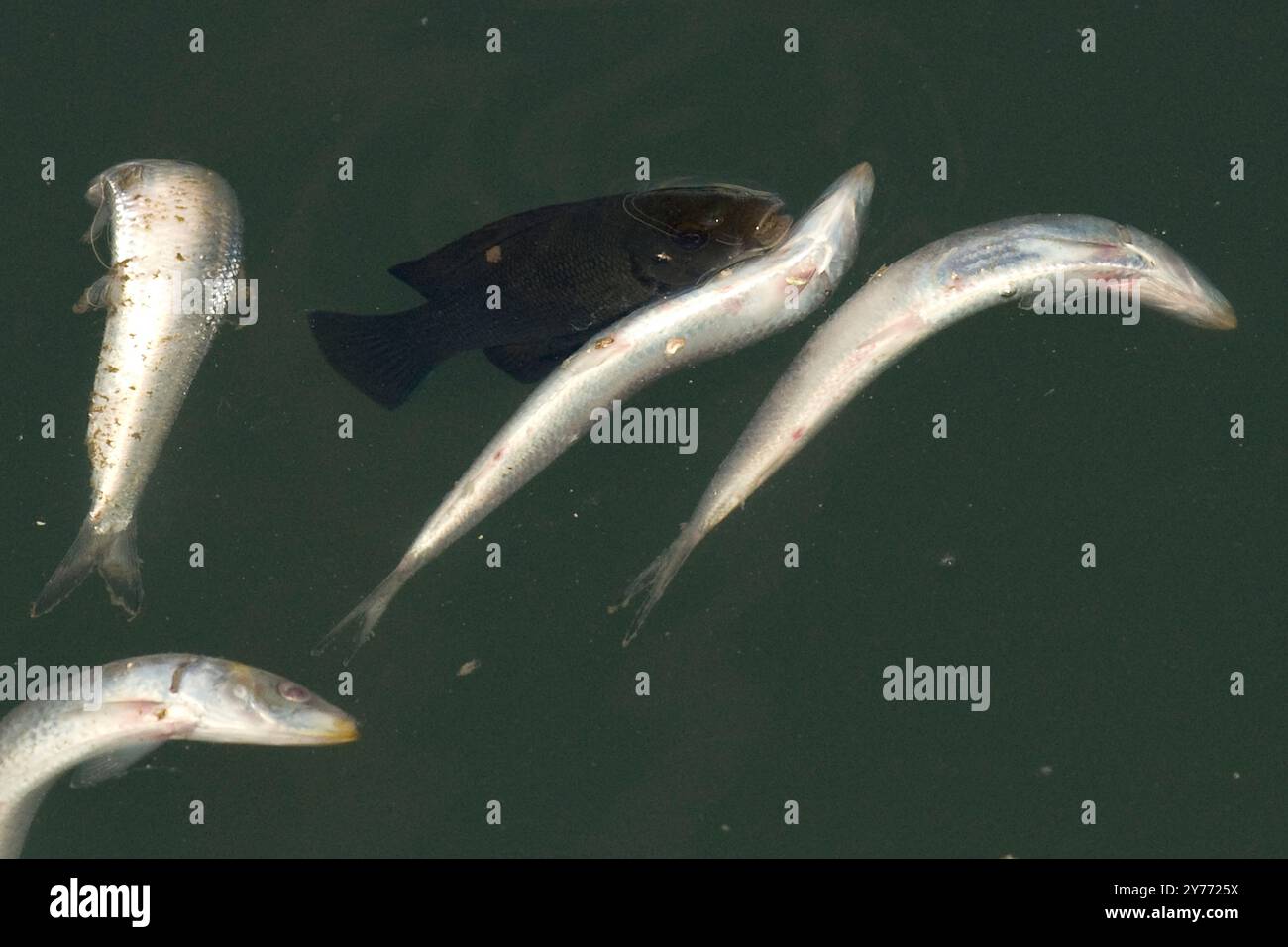 Shocking images of a massive fish die-off in California waters ...