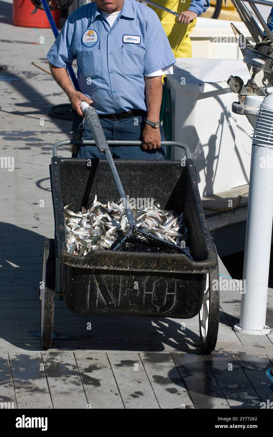 Shocking images of a massive fish die-off in California waters ...