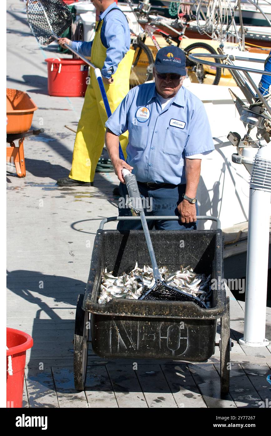 Shocking images of a massive fish die-off in California waters ...