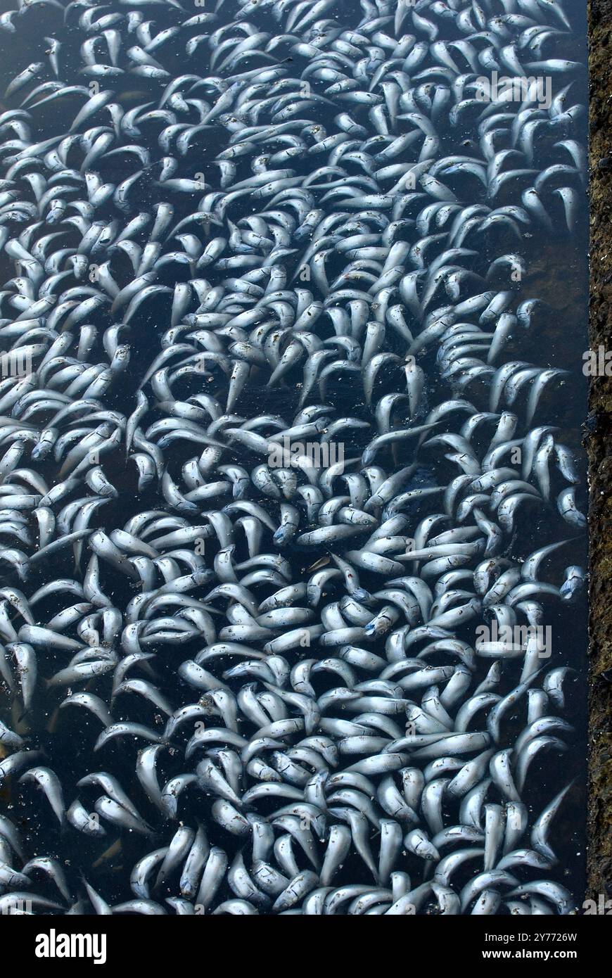 Shocking images of a massive fish die-off in California waters ...