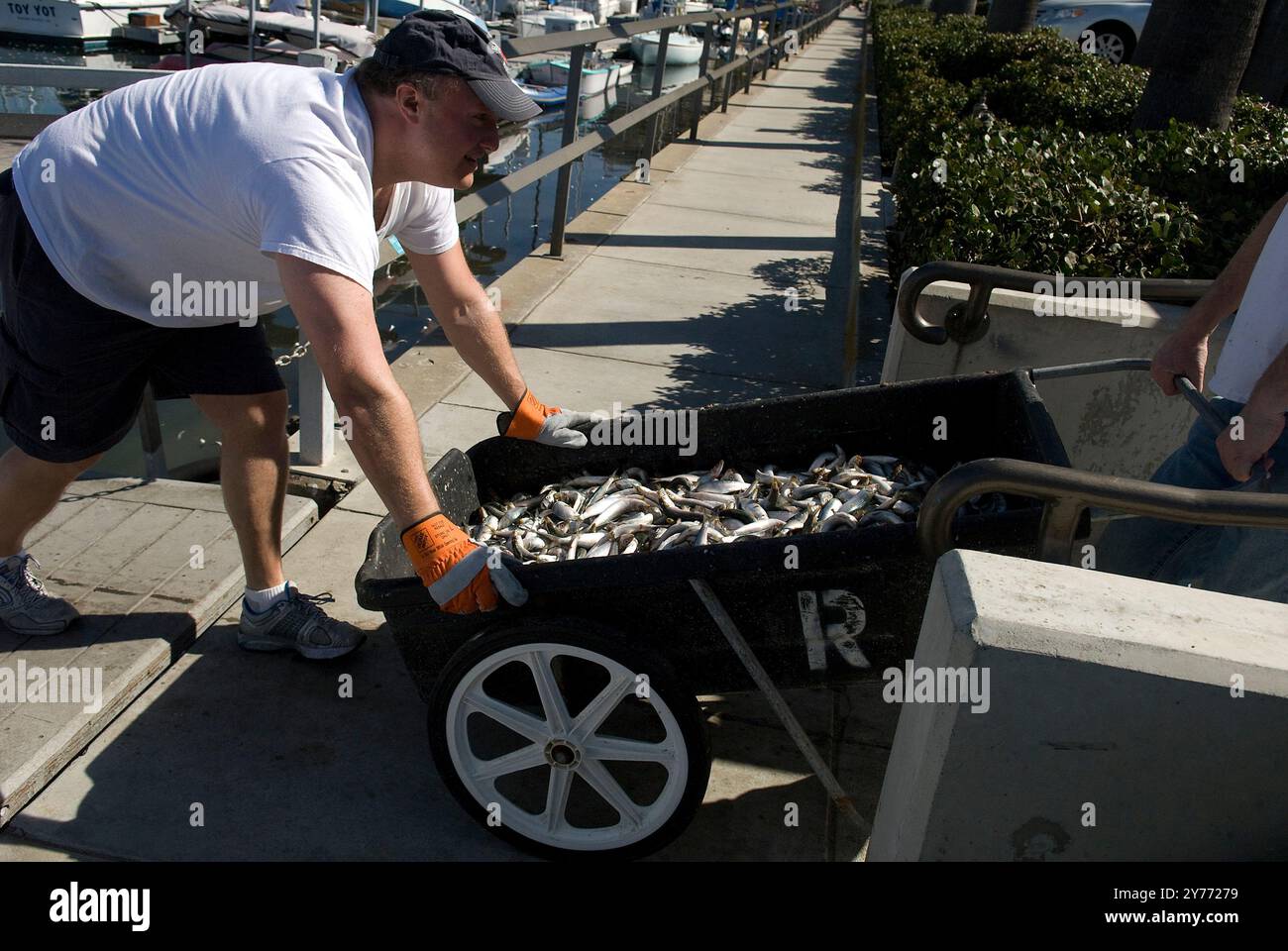 Shocking images of a massive fish die-off in California waters ...