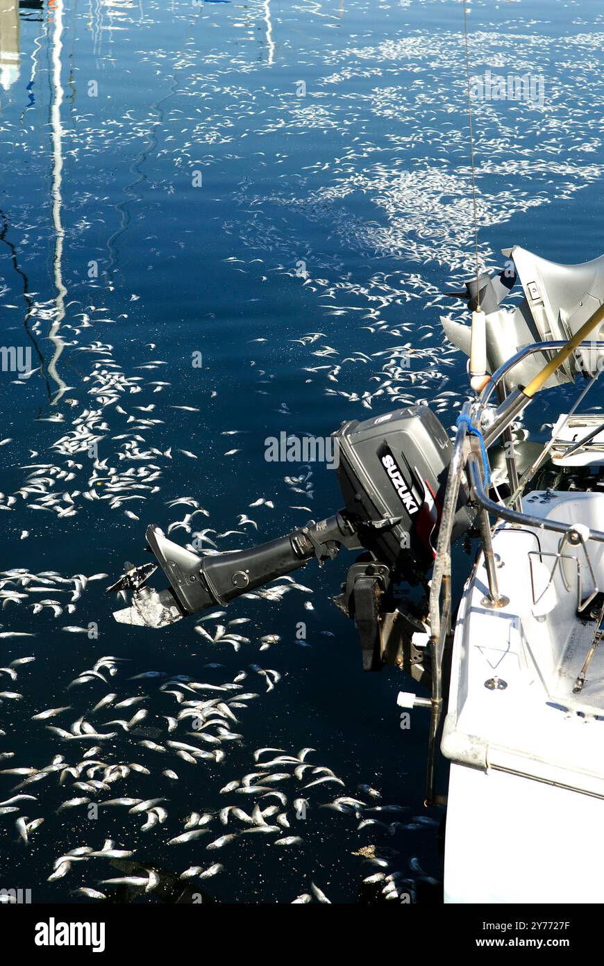 Shocking images of a massive fish die-off in California waters ...