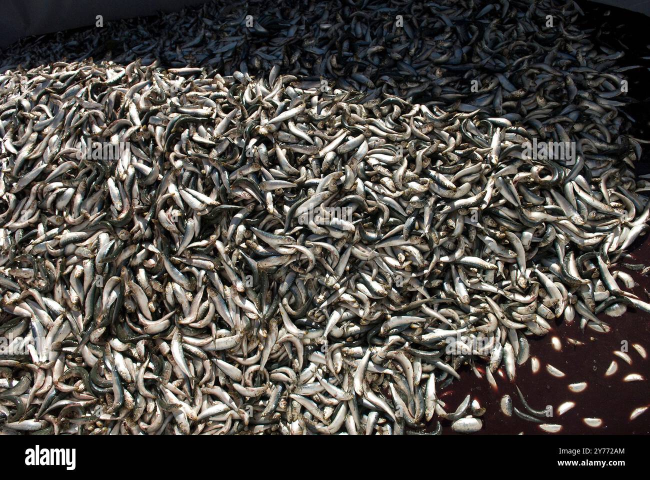 Shocking images of a massive fish die-off in California waters ...