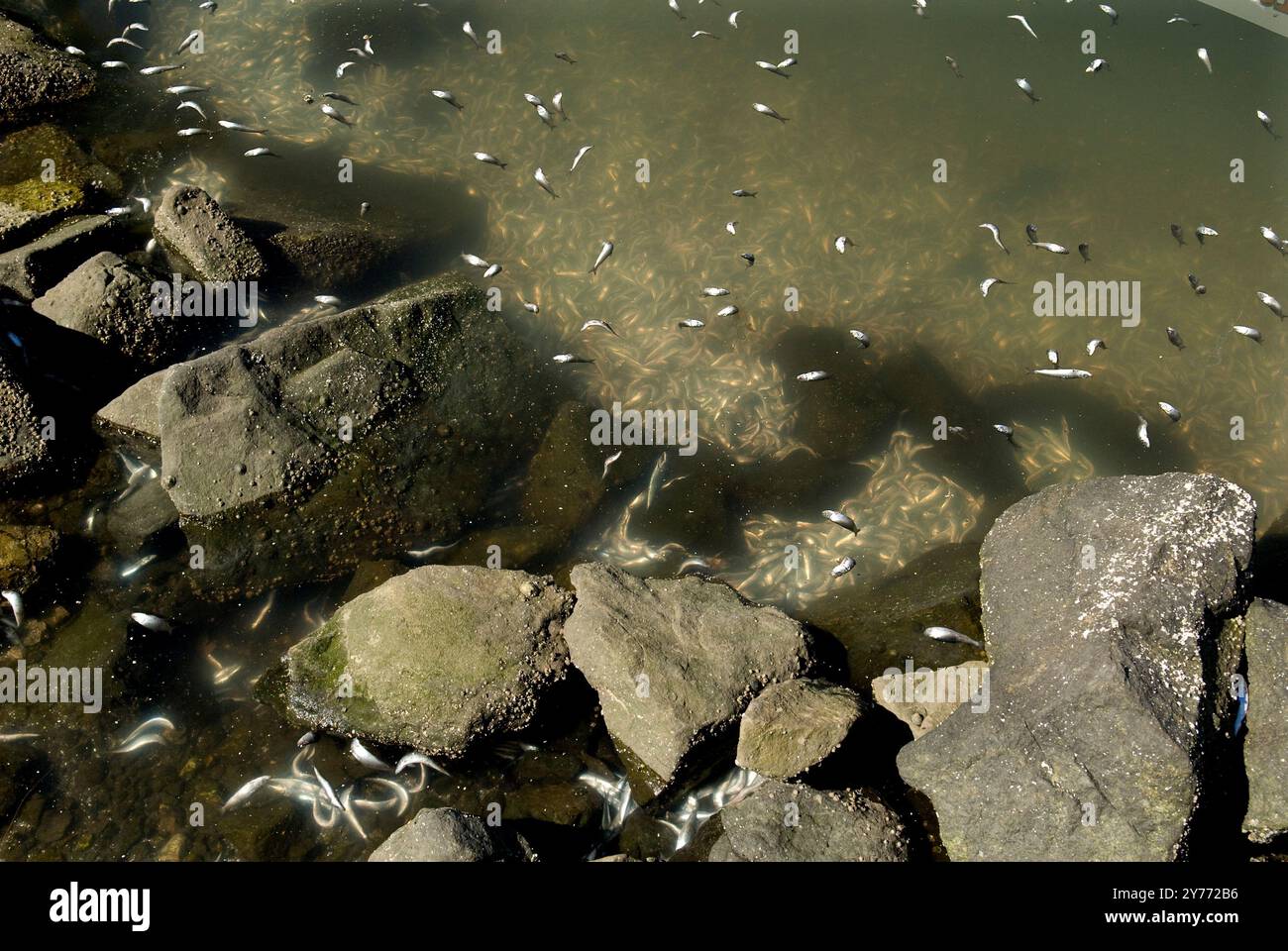 Shocking images of a massive fish die-off in California waters ...