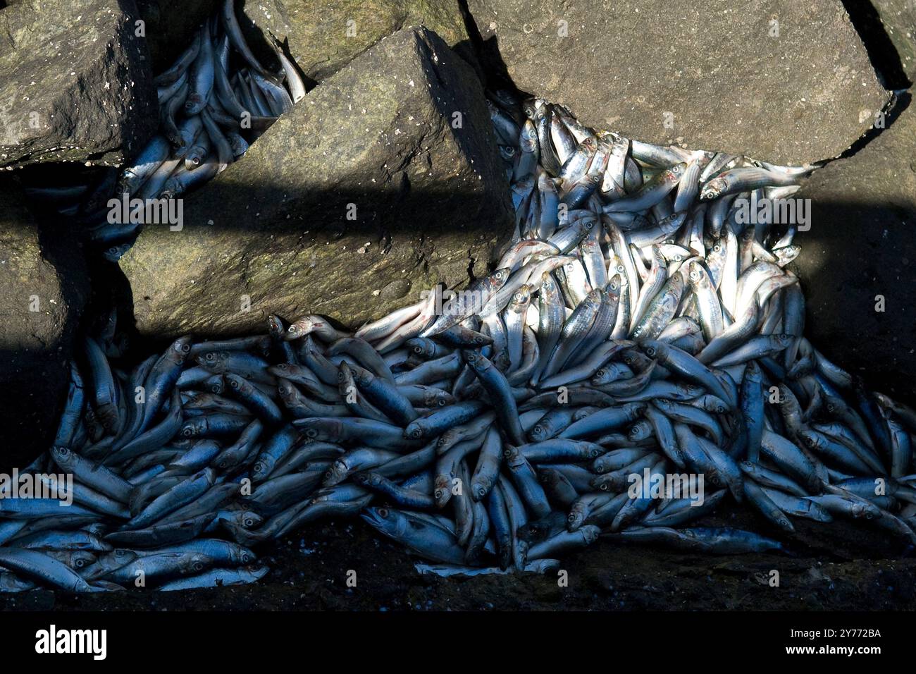 Shocking images of a massive fish die-off in California waters ...