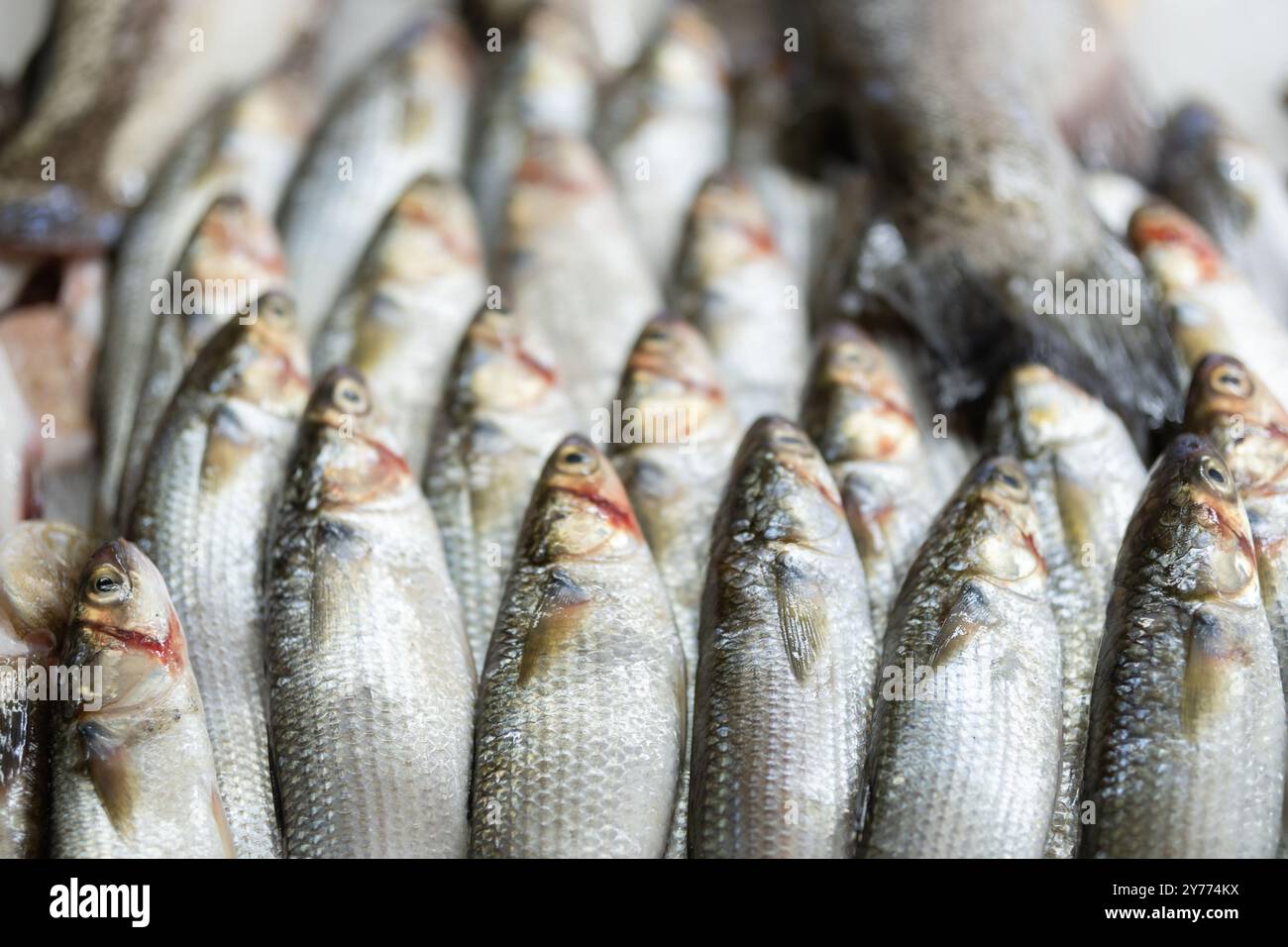Small fish are sold at the fish market Stock Photo - Alamy
