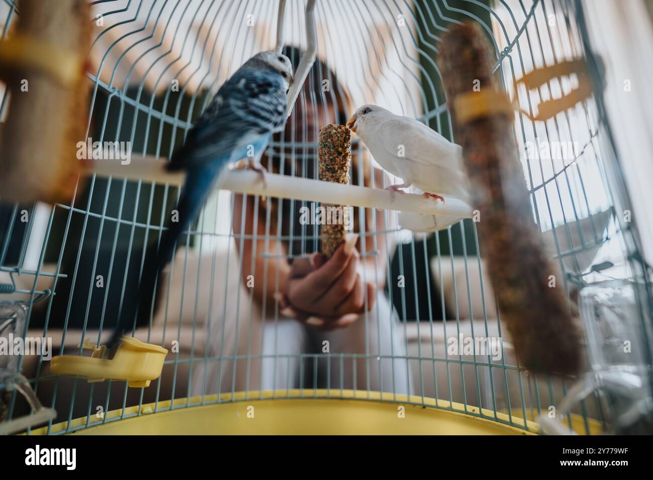 Two birds in a cage being fed by hand Stock Photo - Alamy