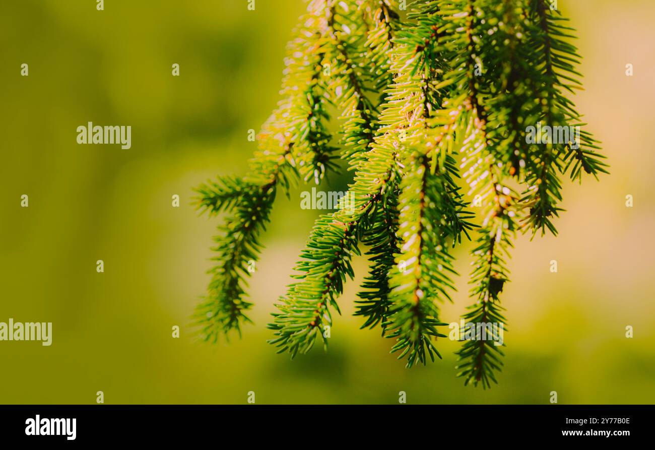 In the summer, bright green, prickly spruce branches grow in a ...
