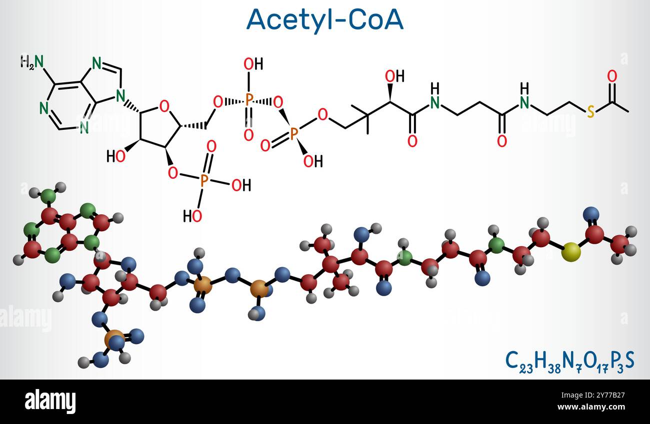 Acetyl-CoA, acetyl coenzyme A molecule. Key coenzyme in fatty acid ... Acetyl-CoA, acetyl coenzyme A molecule. Key coenzyme in fatty acid ...