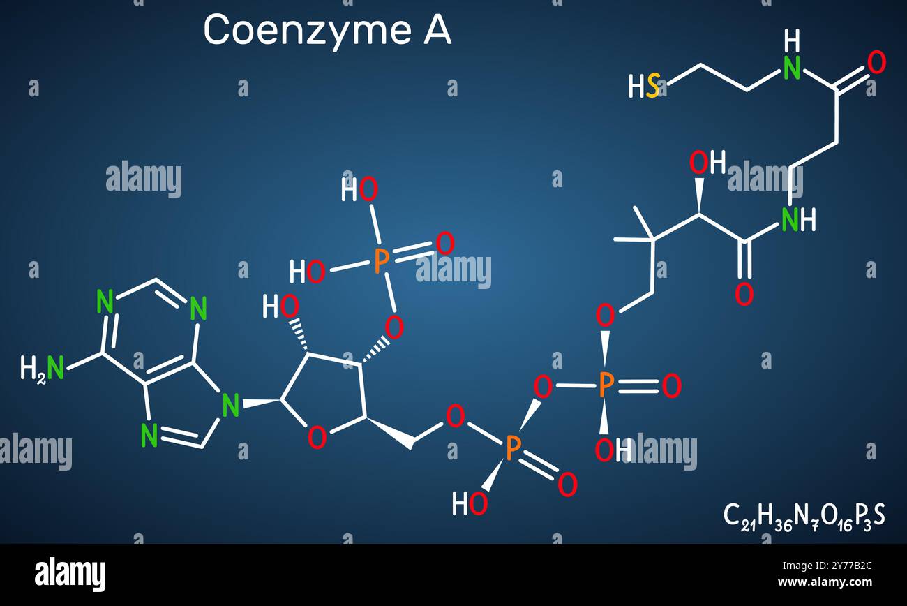 Coenzyme A, CoA, SHCoA, CoASH molecule. Essential coenzyme in fatty acid metabolism and the ...