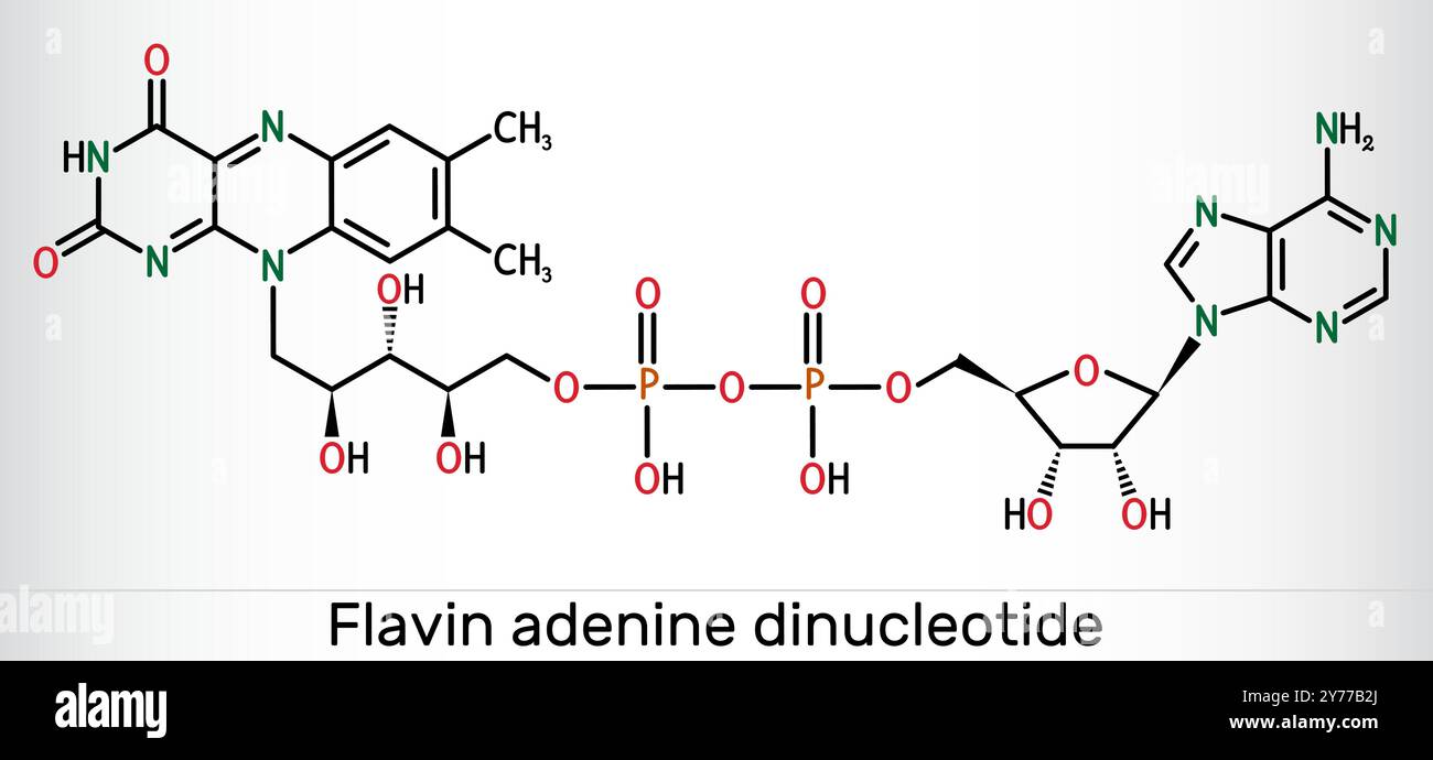 Flavin adenine dinucleotide fad molecule Stock Vector Images - Alamy Flavin adenine dinucleotide fad molecule Stock Vector Images - Alamy