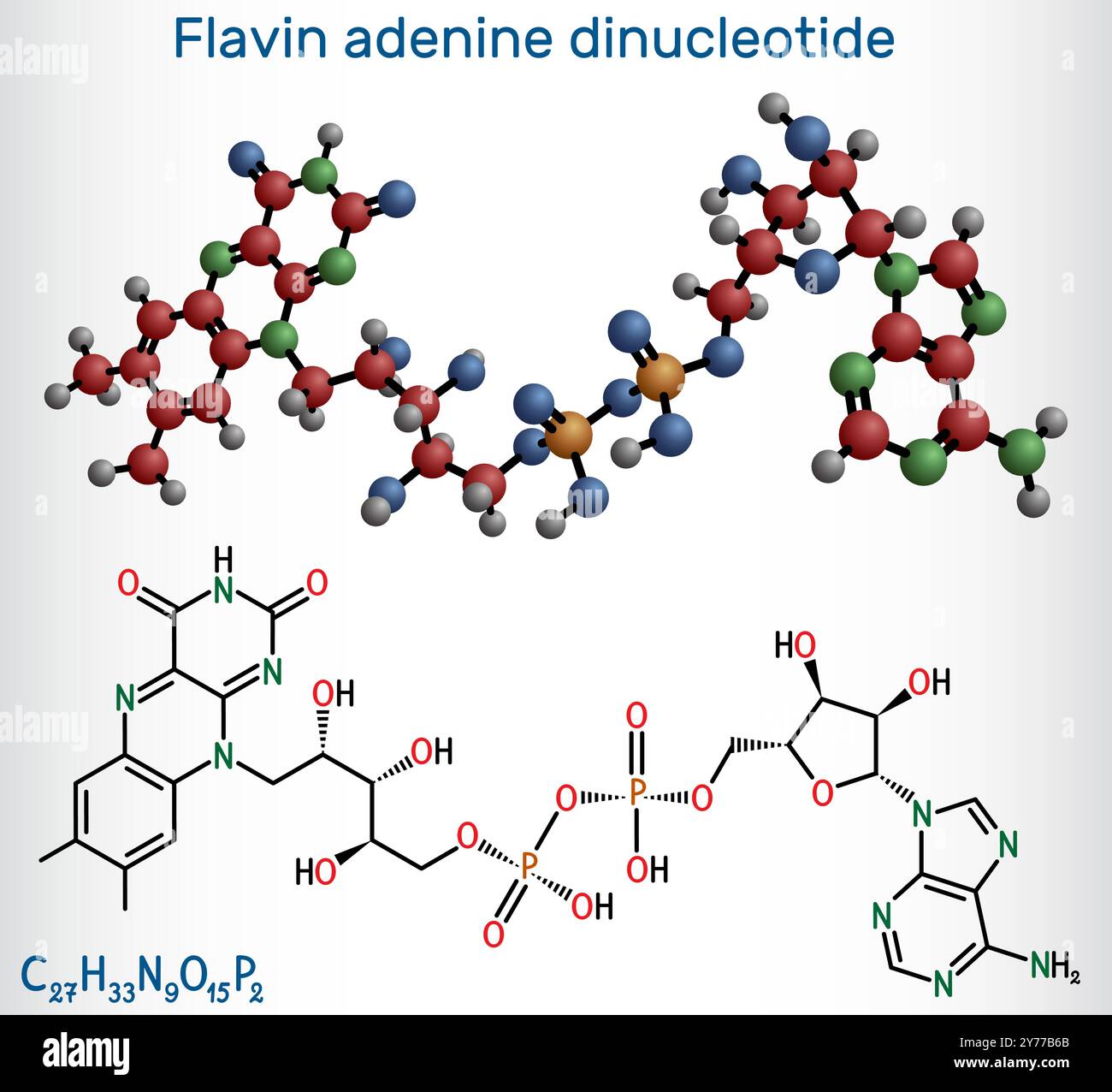 Flavin adenine dinucleotide fad molecule Stock Vector Images - Alamy Flavin adenine dinucleotide fad molecule Stock Vector Images - Alamy