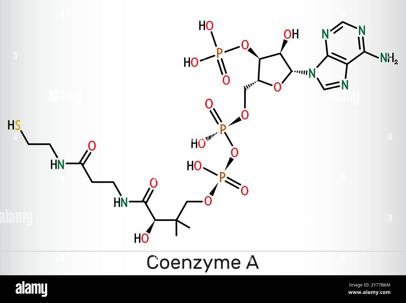 Coenzyme A, CoA, SHCoA, CoASH molecule. Essential coenzyme in fatty acid metabolism and the ...