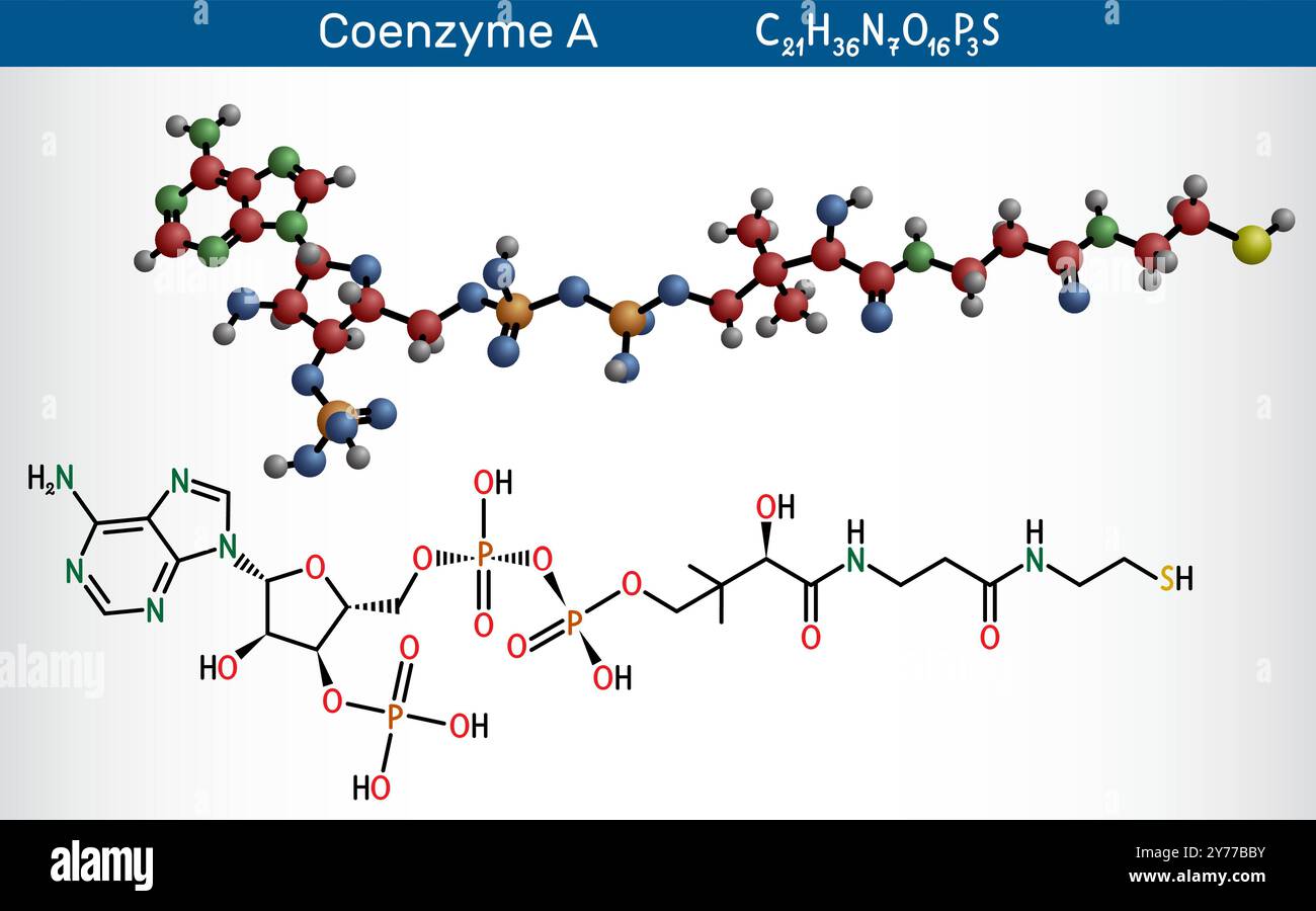 Coenzyme A, CoA, SHCoA, CoASH molecule. Essential coenzyme in fatty acid metabolism and the ...