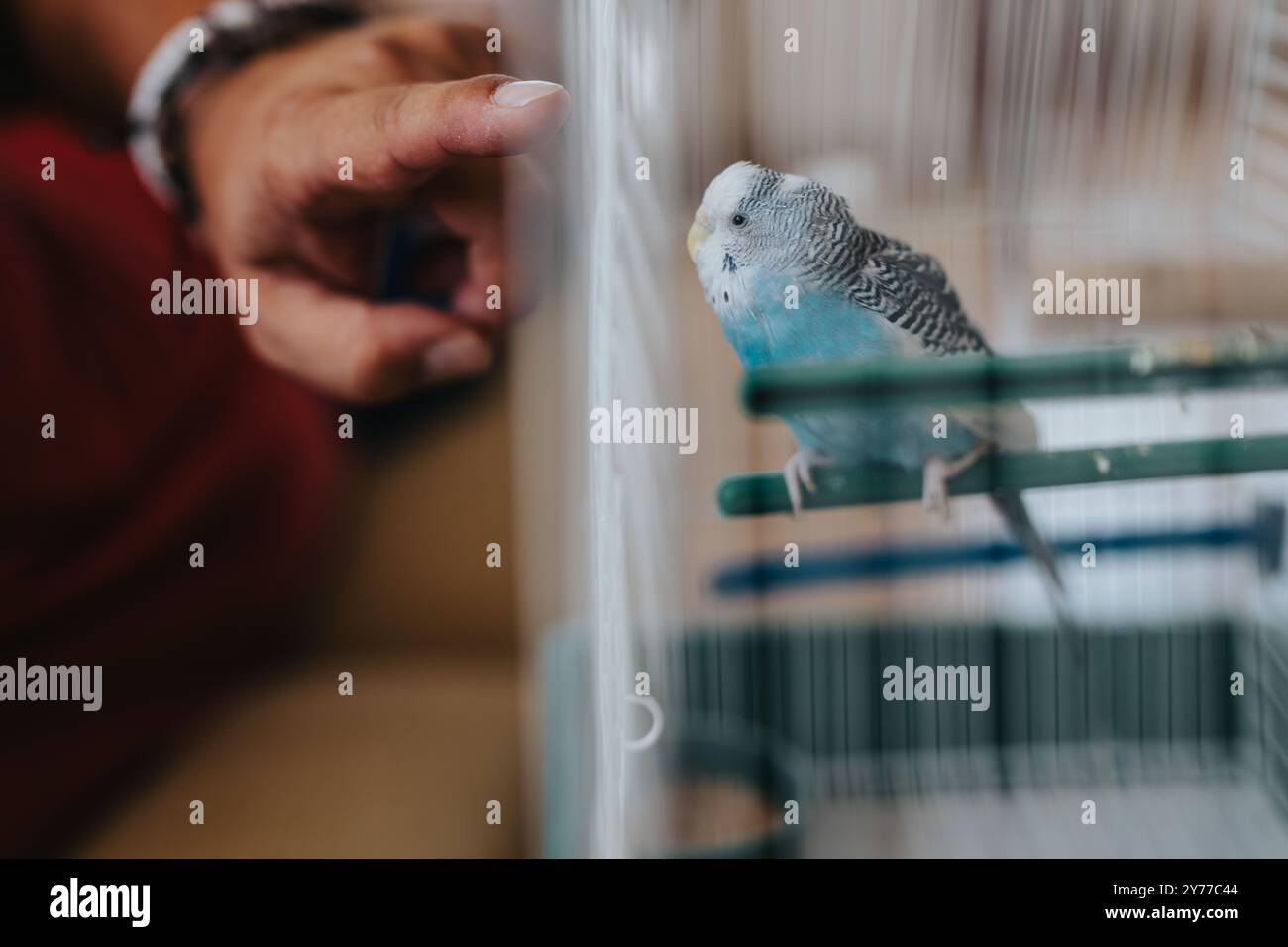 Person interacting with a parakeet inside a cage Stock Photo - Alamy